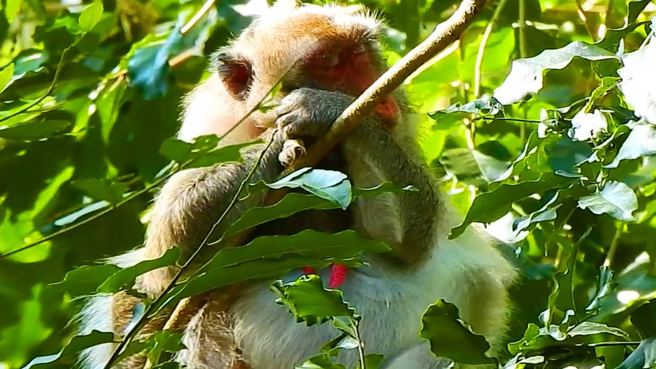 OMG! Jane Monkey Get A Sick So Hurt In Belly To Give A New Baby Birth ...