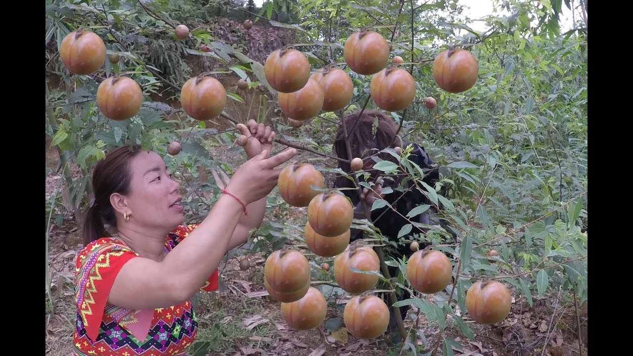 Primitive survival life:The girl who went up the mountain to pick plums was rushed by wild ...