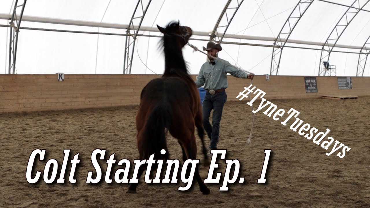 Colt Starting Episode 01 - YouTube