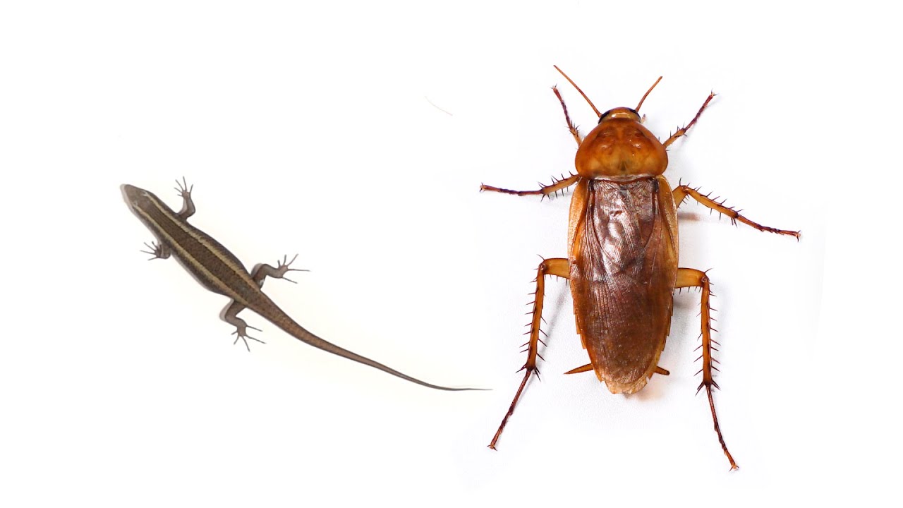 CAT TV ~ Fast Lizard and Cockroach glides fast 🪳🦎 Video for Cats to ...