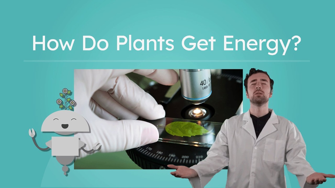 How Do Plants Get Energy? - Photosynthesis for 4th Grade - YouTube