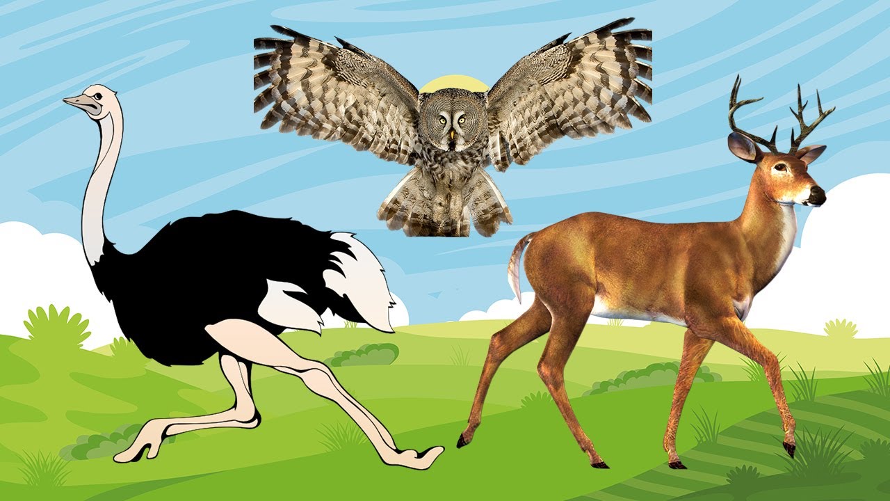 Learn Farm Animals Sounds: Hippo, Panda, Tiger, Raccoon... | Animal ...