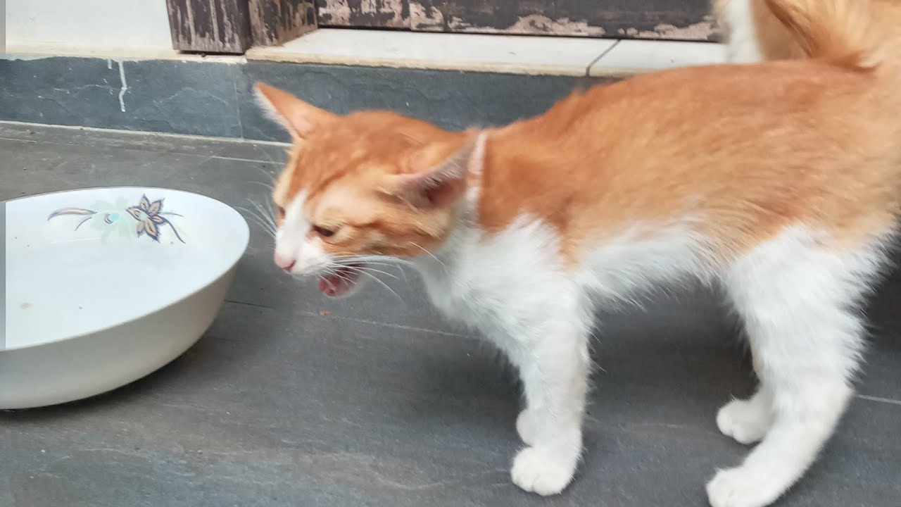 Today Cats & kittens are 659 and 564 & 513 & 507 & 500 & 409 & 335 ...
