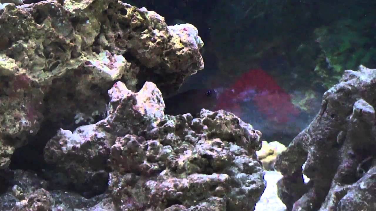 Bi-Color Blenny - Tank of Her Own - YouTube