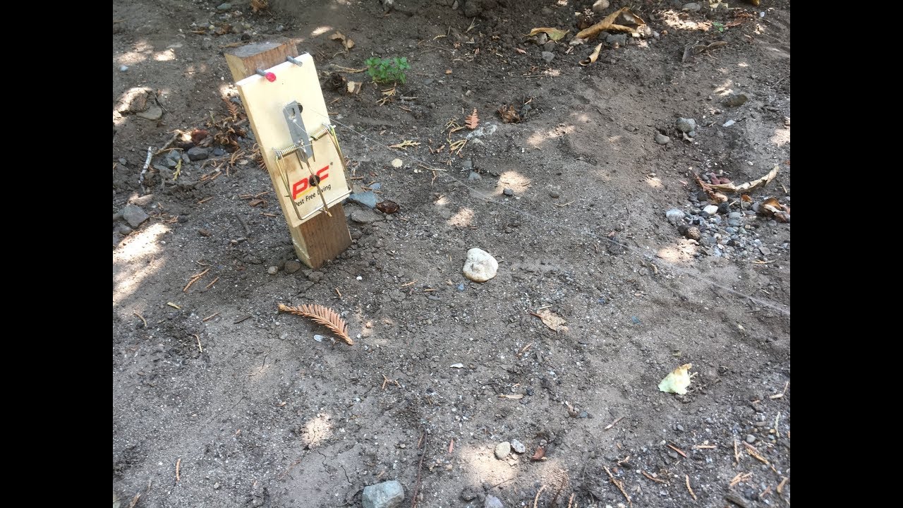 DIY, Quick and Easy Survivalist ALARM TRIPWIRE! - YouTube