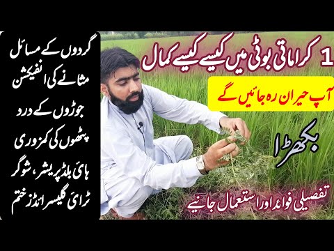Gokhru ke fayde by farooqi dawakhana | bakhra ki pehchan or fayde |health benefits of gokhroبکھڑا |