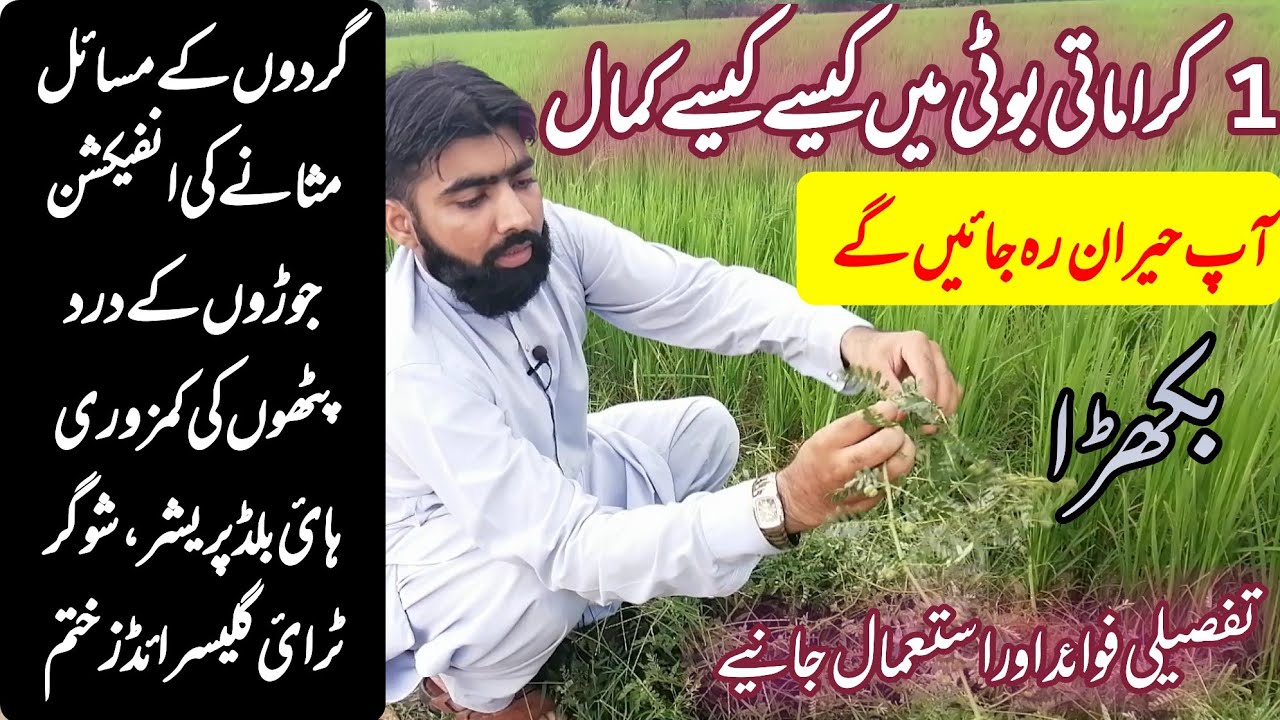 Gokhru ke fayde by farooqi dawakhana | bakhra ki pehchan or fayde ...