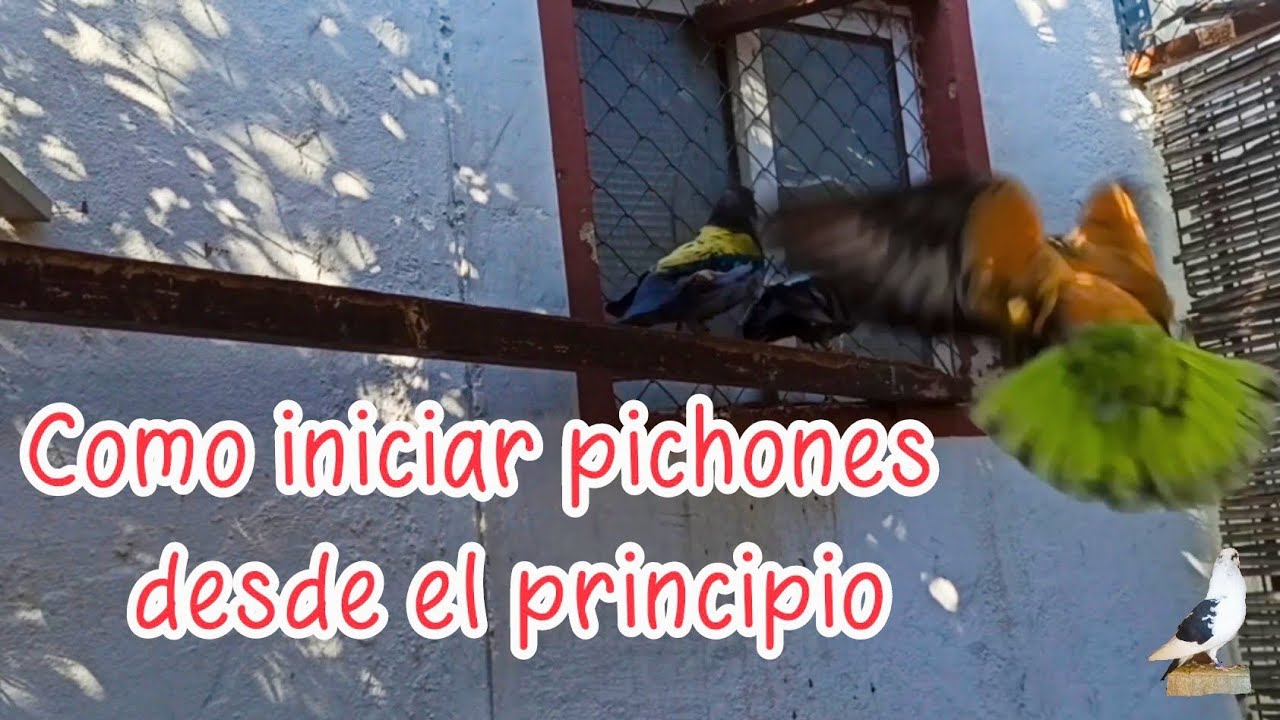 Como iniciar pichones desde el principio - YouTube
