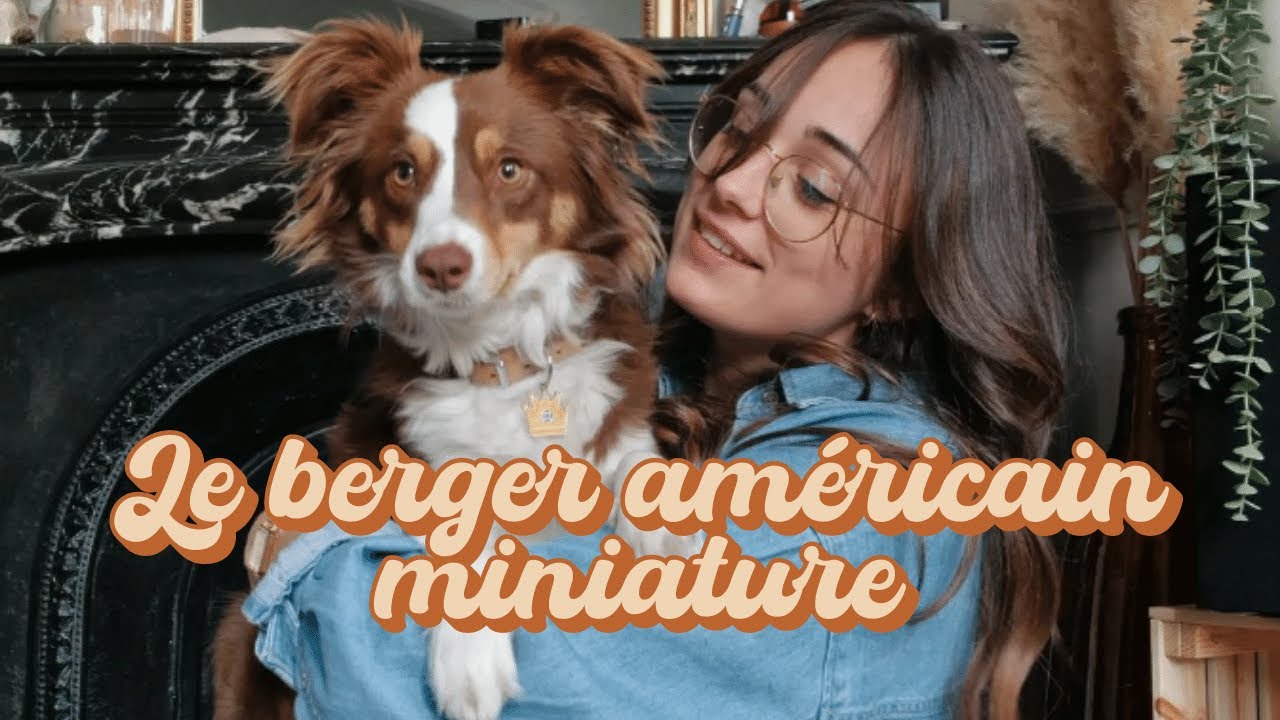Tout ce qu'il faut savoir sur le Berger Américain Miniature (taille ...
