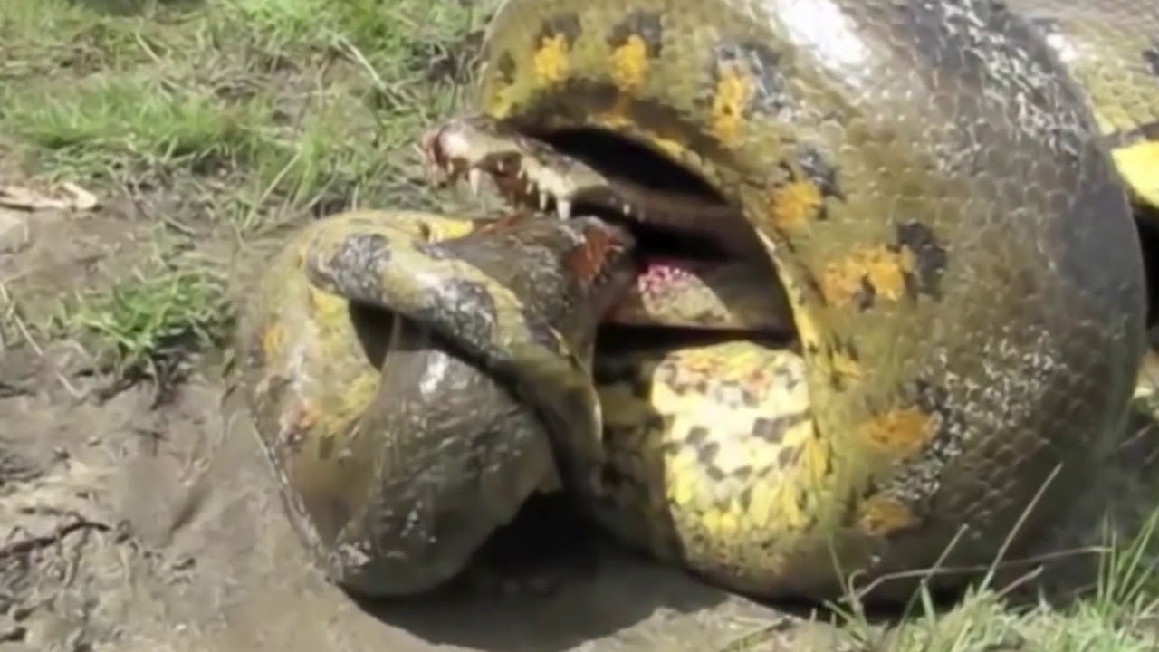 The most powerful predation scenes in the animal world - YouTube