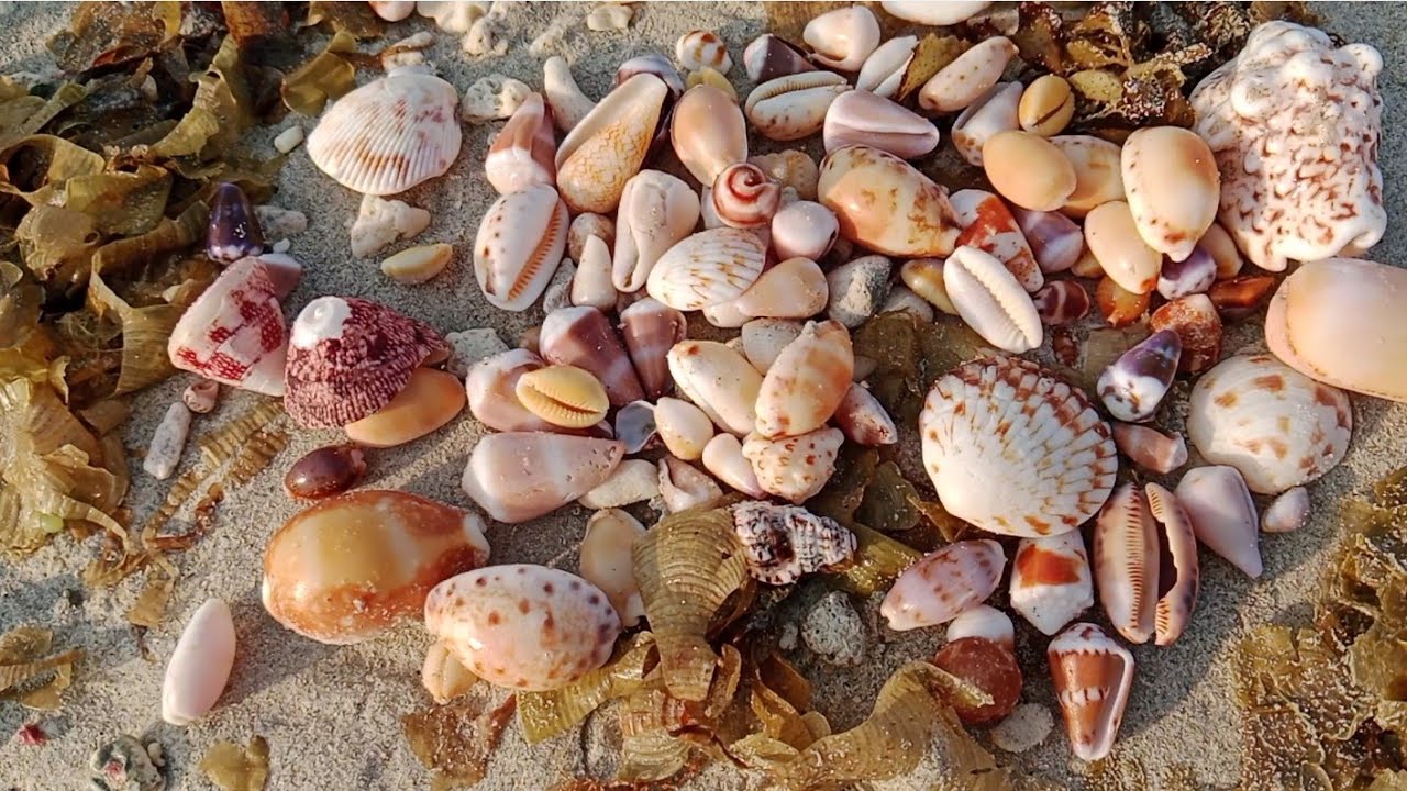 Discover more great sea shell spots - YouTube