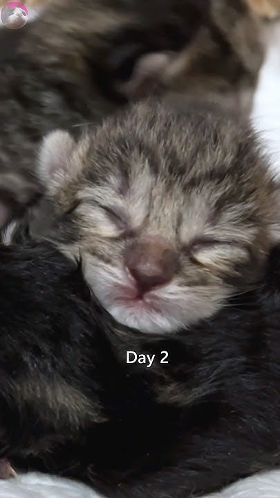 Timelapse Kitten Day 1 - Day 100 Cute😍😍 #kucing #kucinglucu #kitten #suaraanakkucing - YouTube