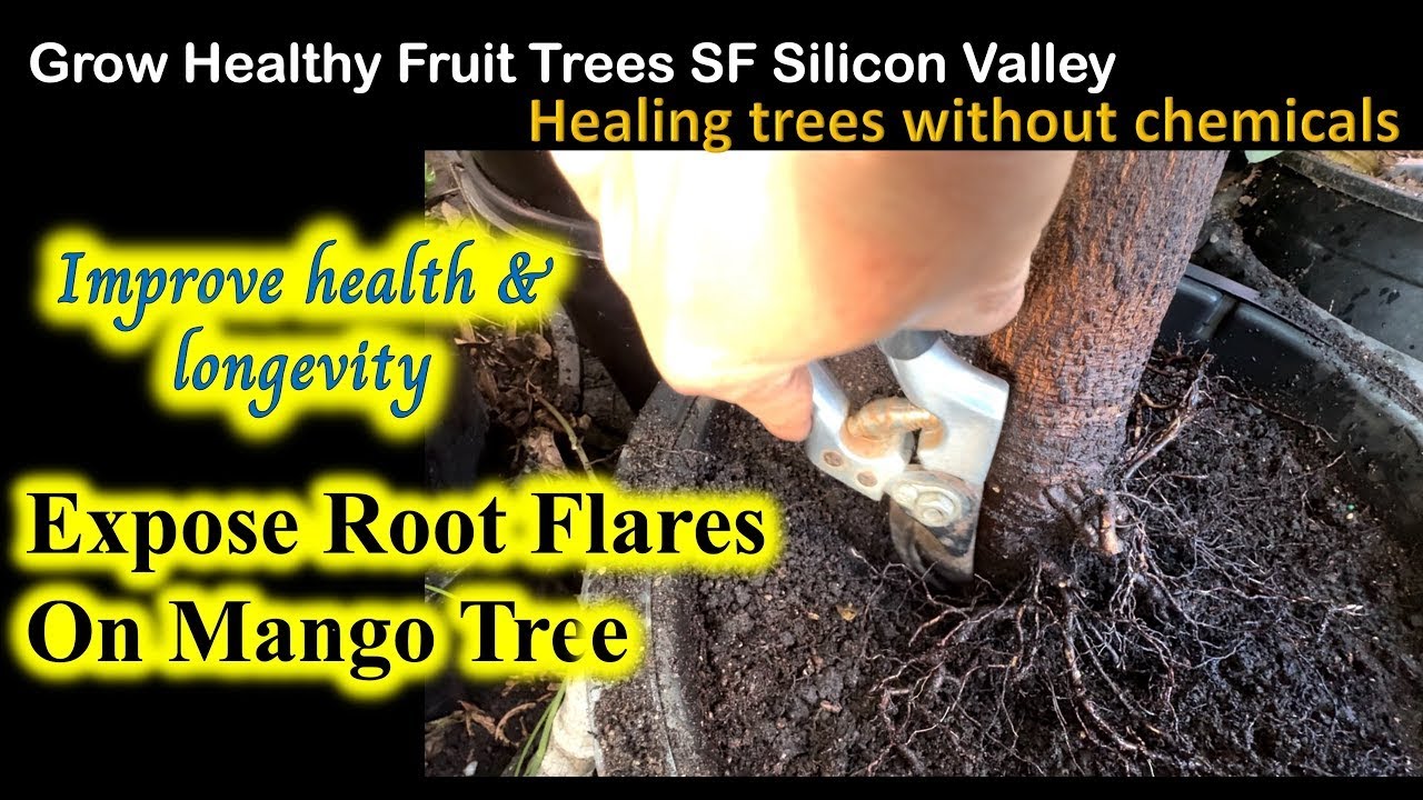 Exposing Mango Tree Root Flares to improve health & longevity Feb25 ...