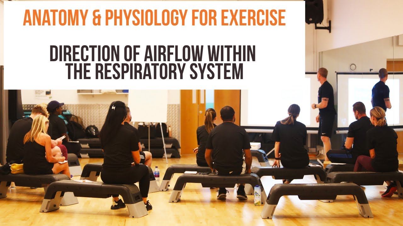 Direction of airflow within the respiratory system - YouTube