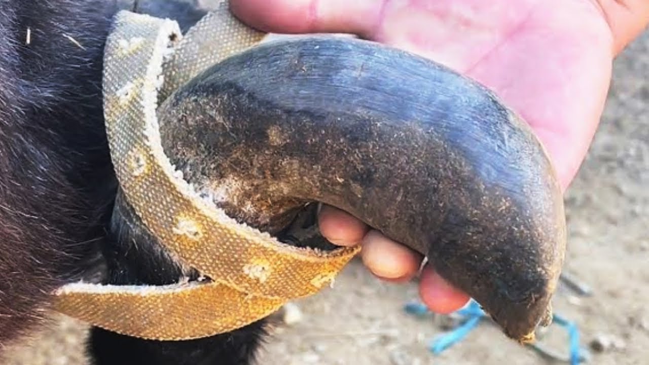 Master's Hoof Trimming Collection - Solving Donkey Hoof Problems【Asmr ...