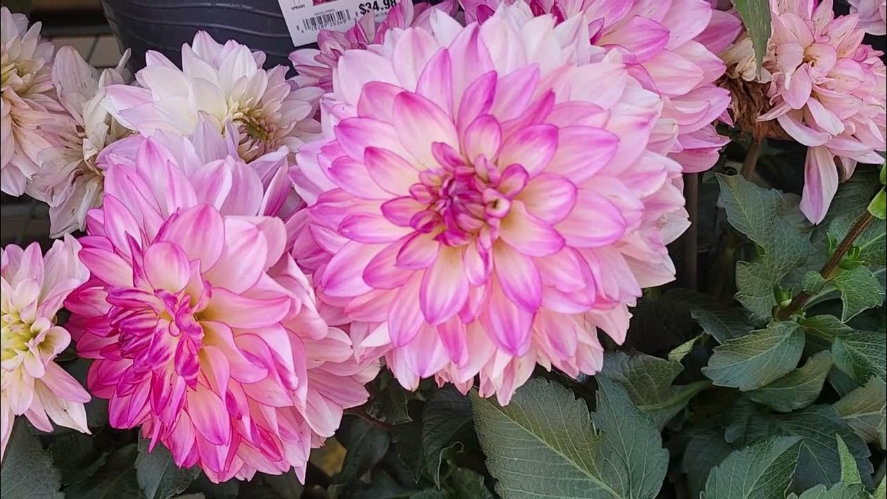 15 растений, способных зимовать в открытом грунте. - YouTube