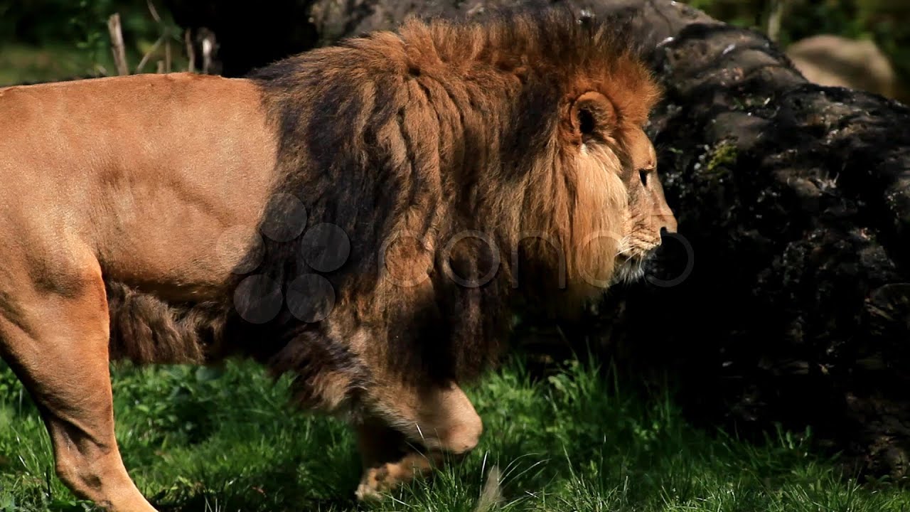 Lion. Stock Footage - YouTube