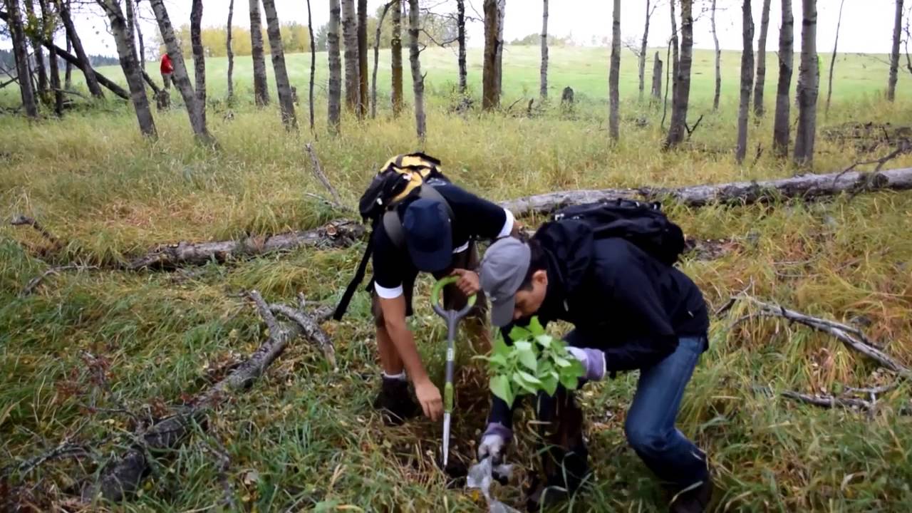 Conservation Volunteers – Spotlight on Restoration - YouTube