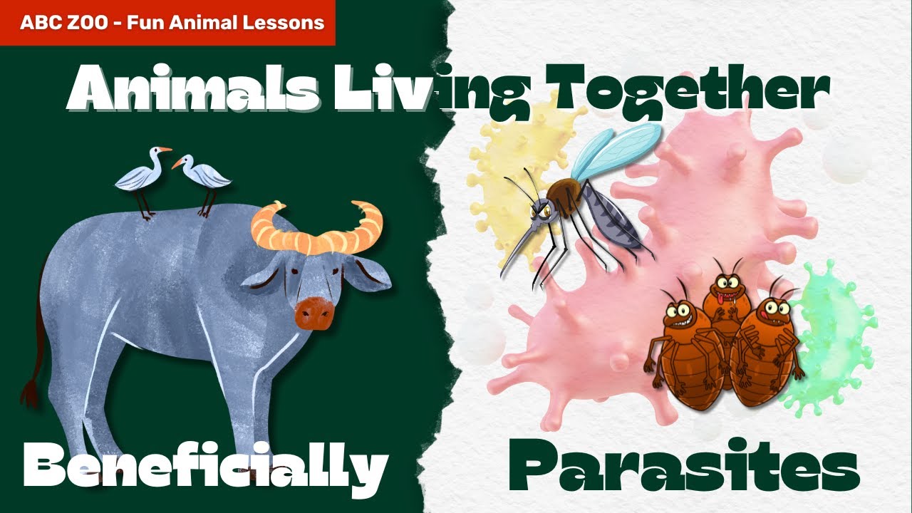 Animals Living Together Beneficially & Parasites | ABC ZOO Fun Animal ...