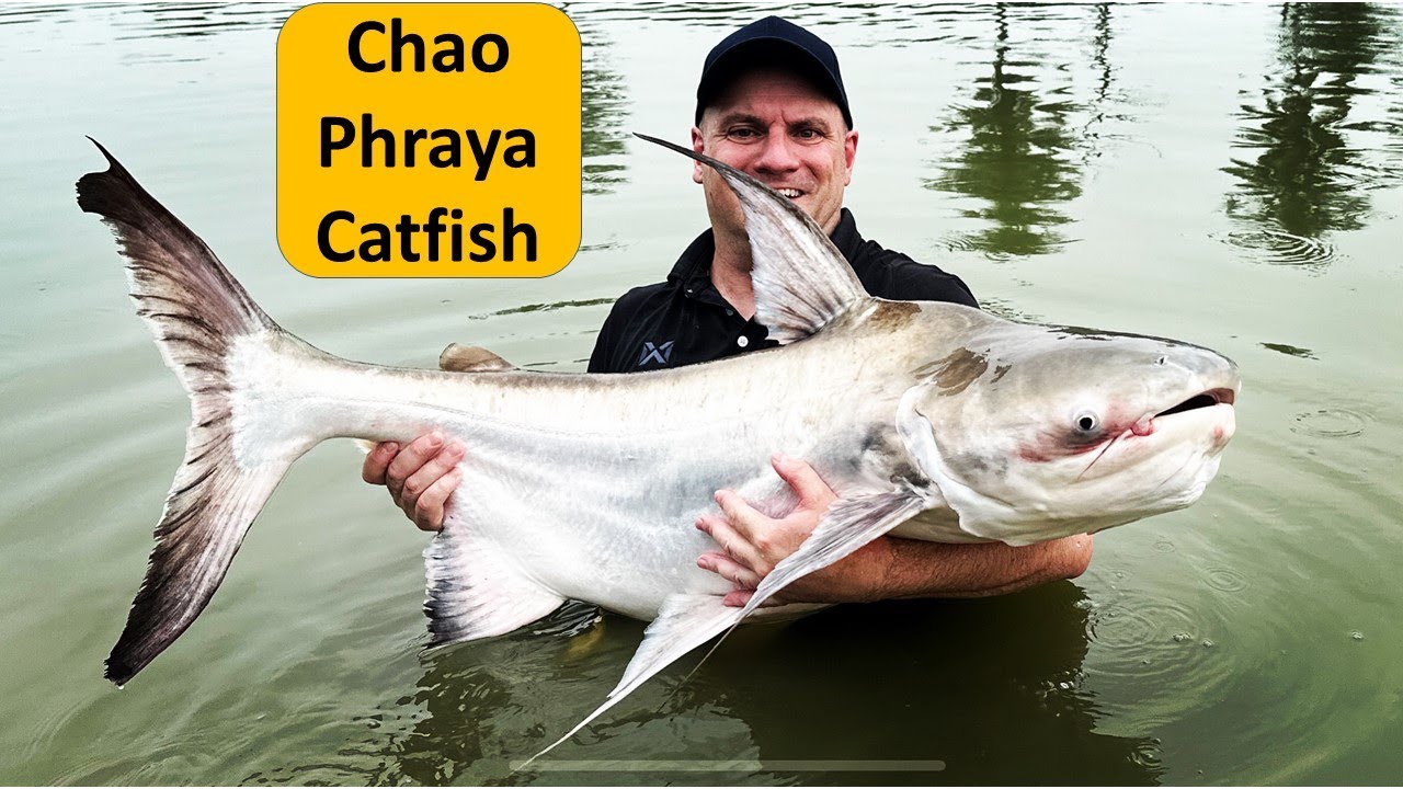 Khonnon Fishing Club. Fishing in Thailand for chao phraya catfish at ...