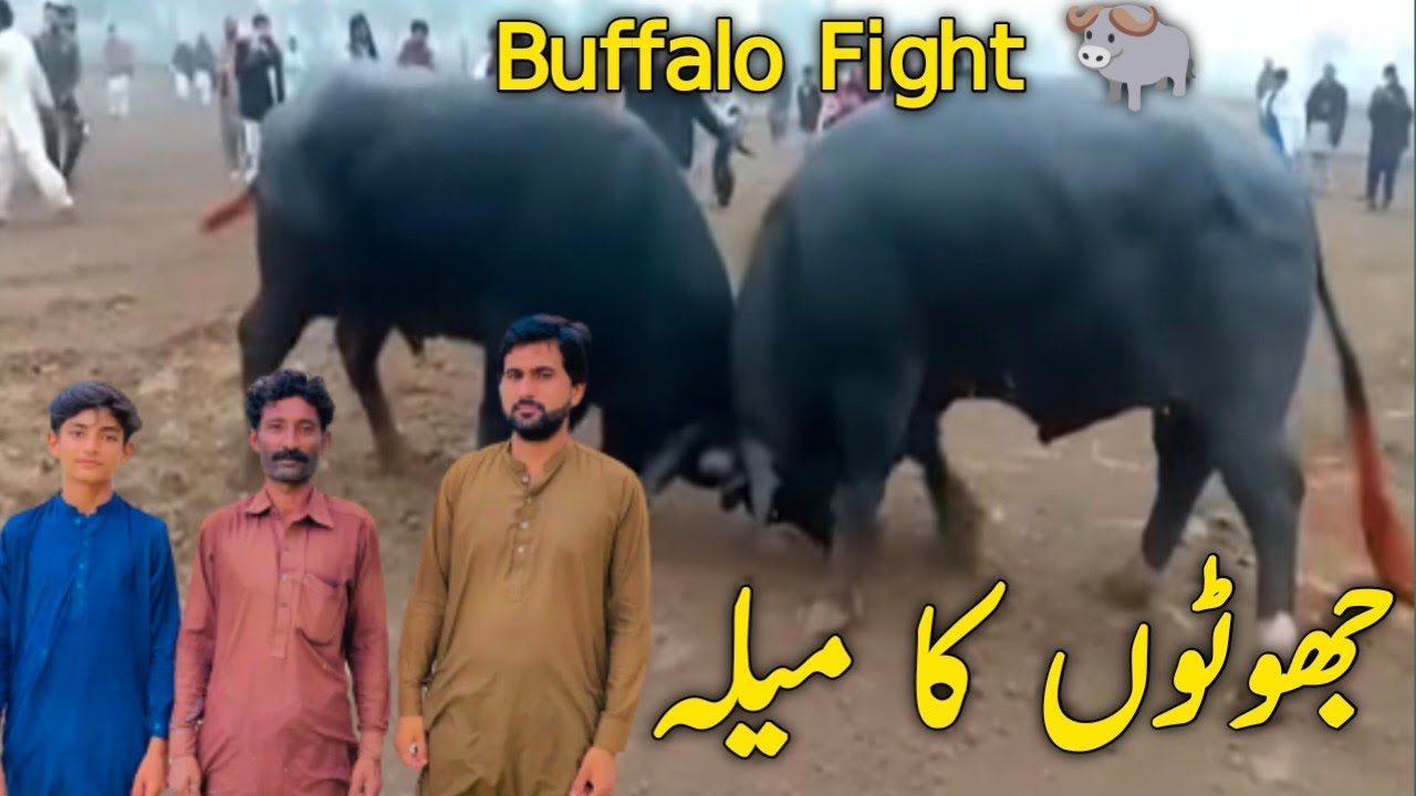 Bulls Heavy Fighting In Pakistan | Buffalo Fight | Bulls Power 🐃 - YouTube