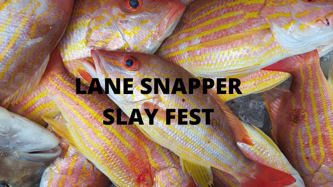 Lane Snapper Taste