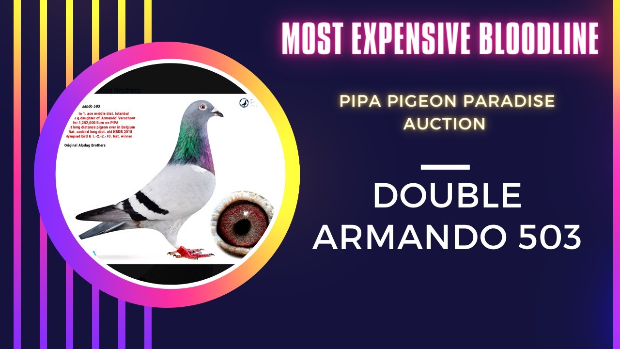 World's Most Expensive Racing Pigeons Bloodline | Double Armando 503 ...