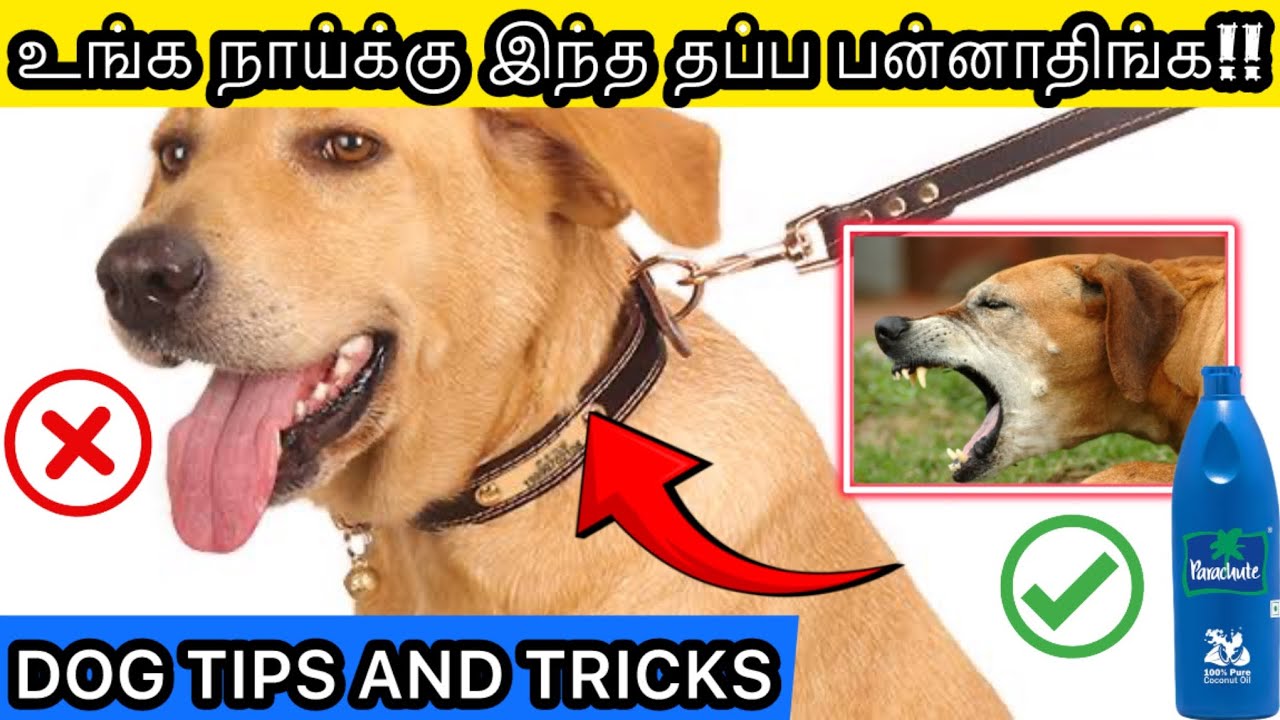 dog maintainance tips and tricks | dog mistakes | ideas for pet parents ...