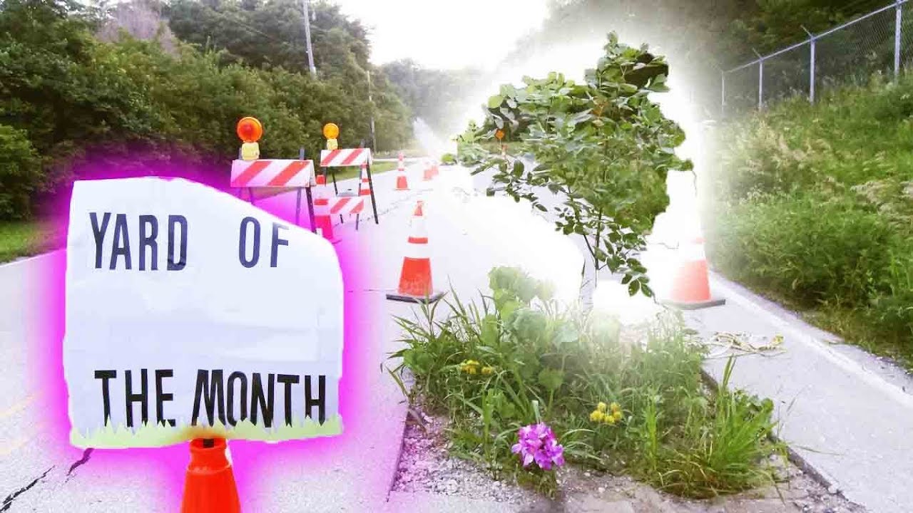 Planting a tree in a pothole - YouTube