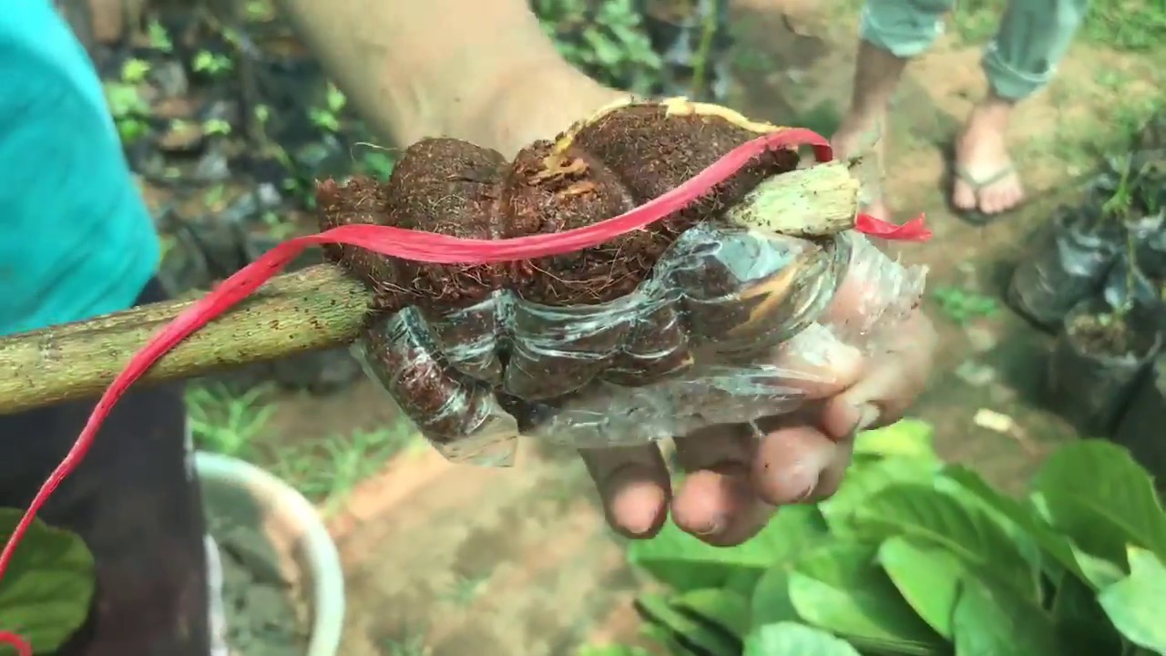 successful chestnut air-layer - YouTube