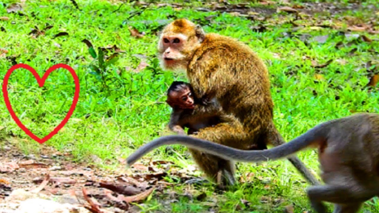 Awesome ! Million glad Amari meet little Lori today, All monkey welcome ...