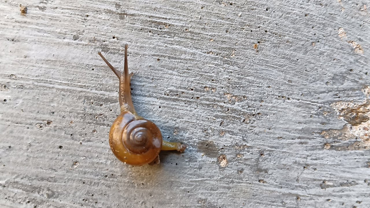 Tiny Snail close up video | look at this snail and species | flat snail | looking for snail ...