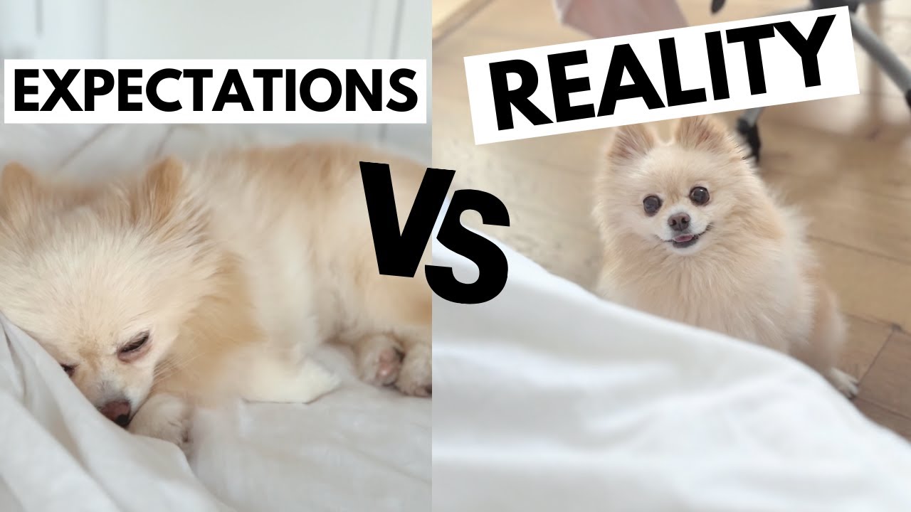 Owning A Puppy: Expectations vs Reality - YouTube