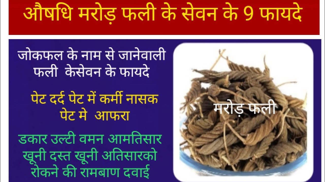 मरोड़ फली, जोक फल, marod fali, jokfali, जोकफल देशी जड़ी बुट्टी वाली फली ...