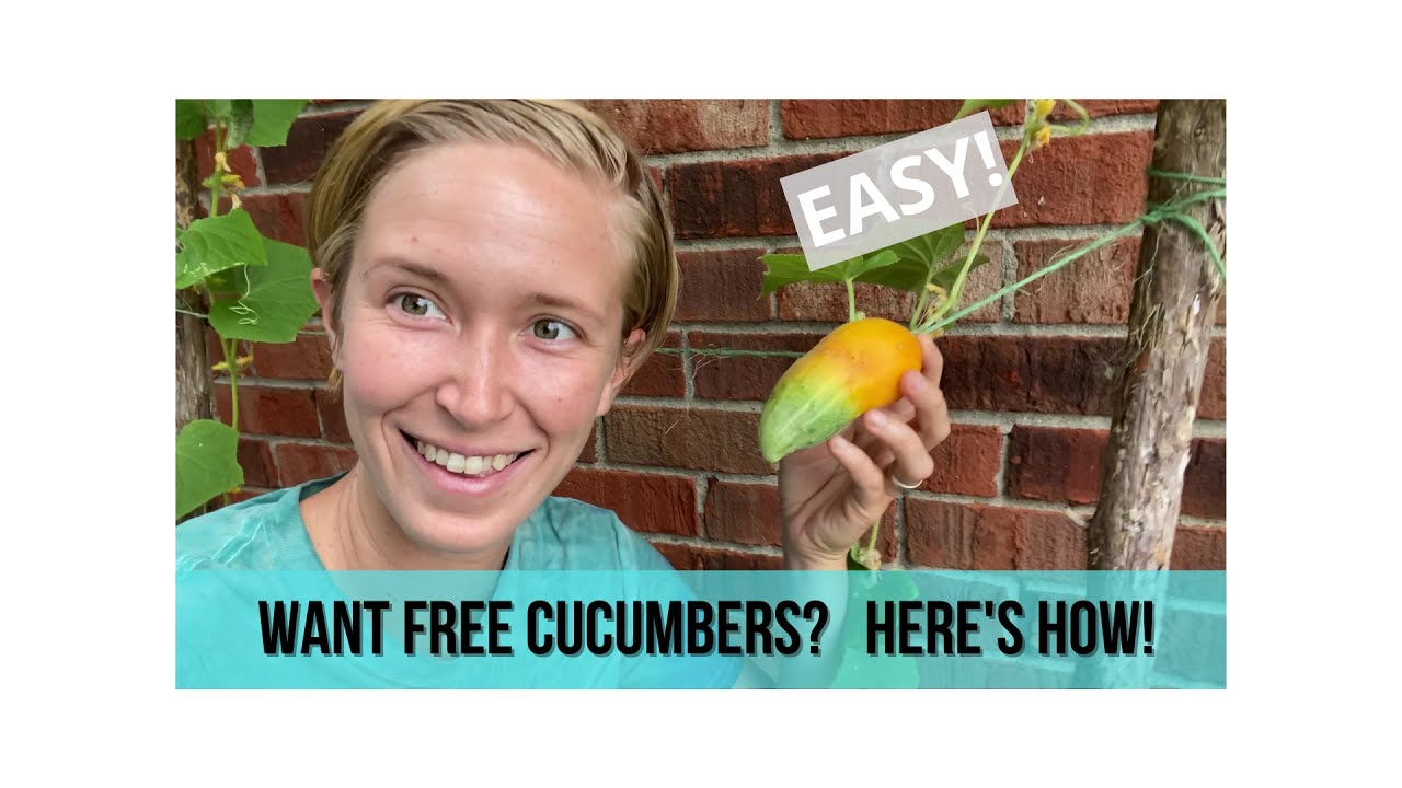 Saving Cucumber Seeds for Planting Next Year - YouTube