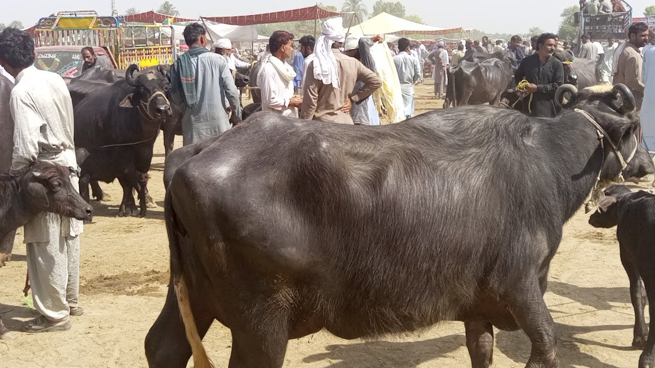 Buffalo Mandi Rates Today//Buffalo Mandi Fateh Pur Layyah - YouTube