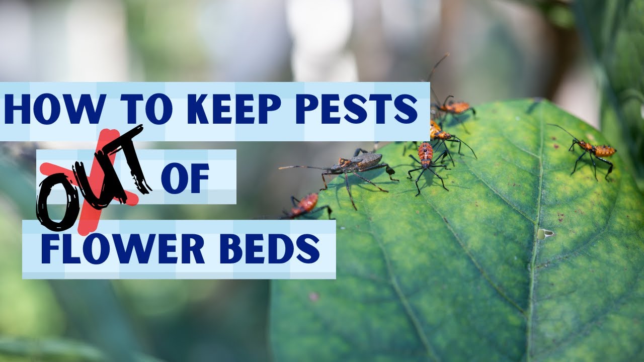 Keep Pests OUT of your Flower Beds - YouTube