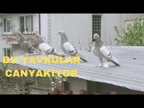 YABANİ YAVRU YAKİNDA  SİKA GİRER  HEPSİ GÜZEL İLERLİYOR