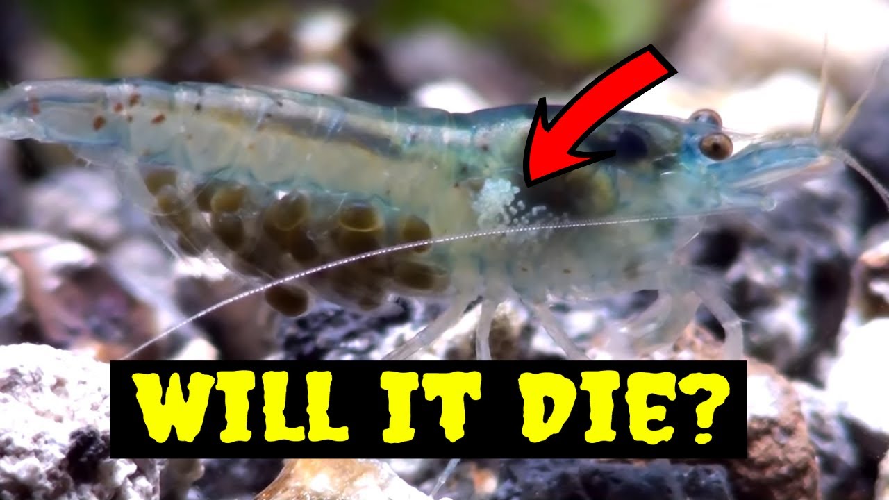 Shrimp Parasite Scutariella Japonica | Egg Footage, Salt Dip Treatment ...