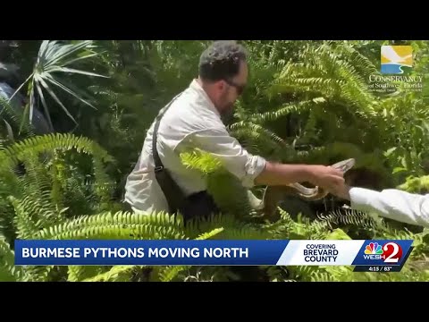 Python Problem: Experts say the large snakes are moving north into Brevard County