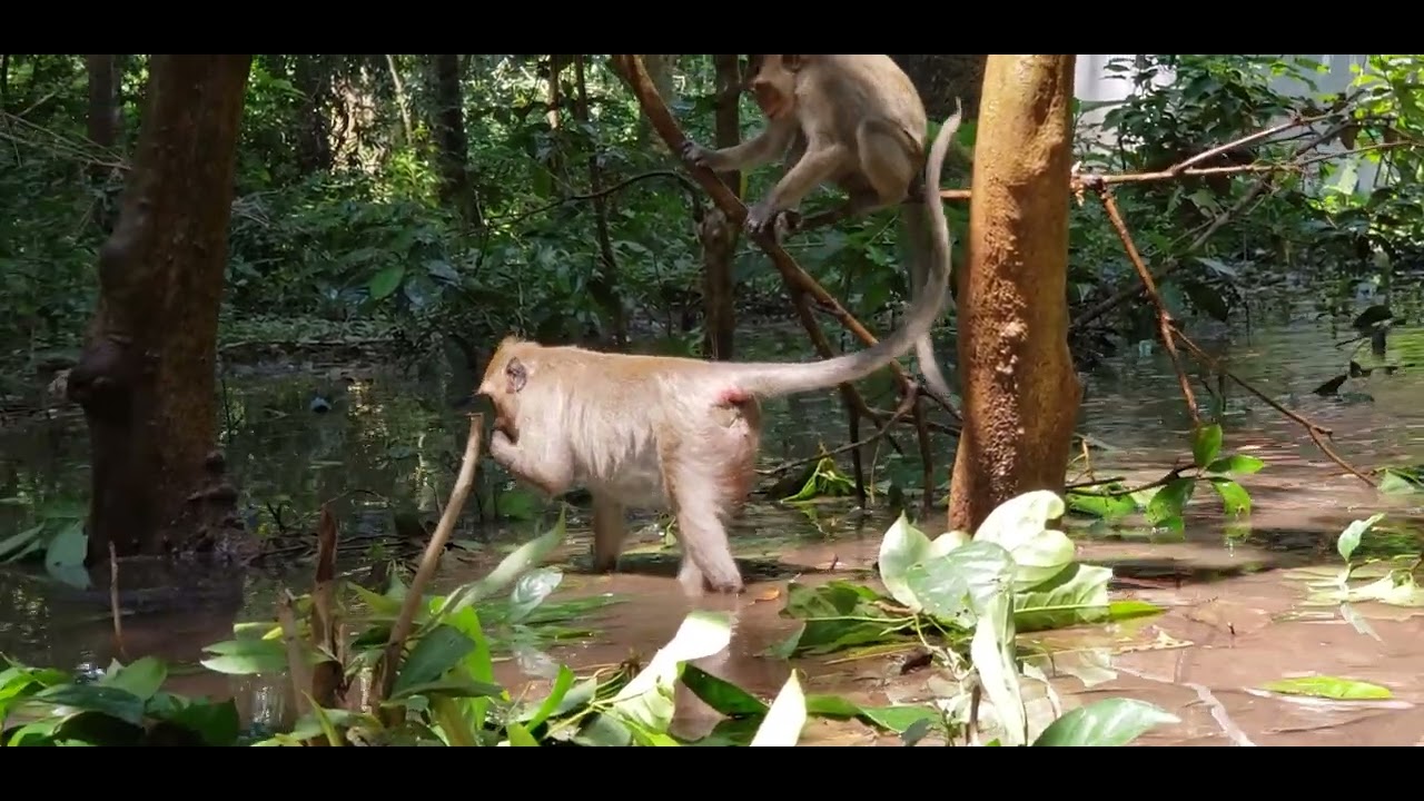 Big monkeys he walk to catching fish. Monkey Life - YouTube