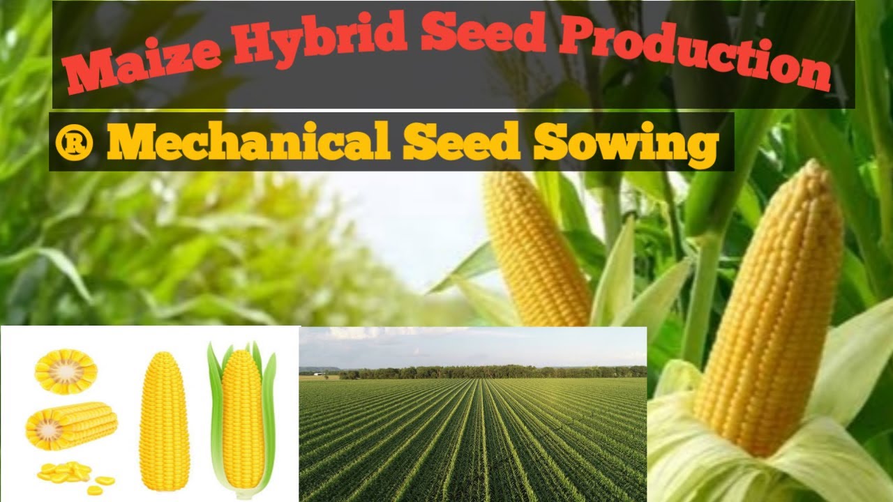 Maize🌽Hybrid Seed Production| Male and Female maize seed ...