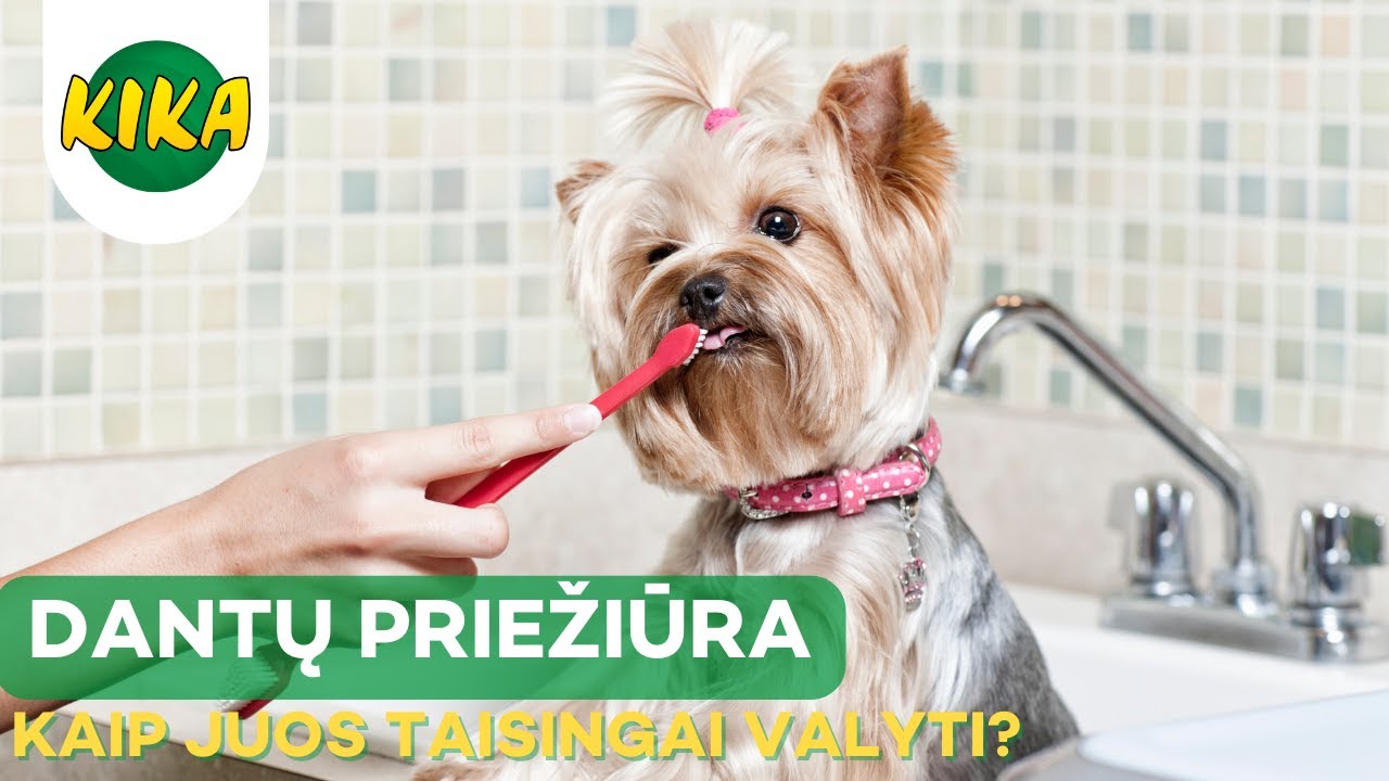 Kaip valyti šuniui ar katei dantis? - YouTube