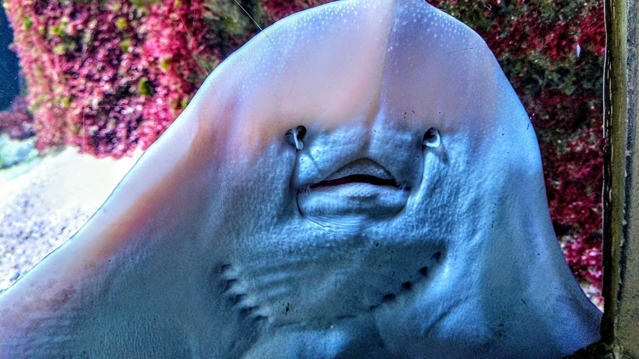HEY! HEY! IC A FUNNY STINGRAY 🙃@ Zoo Antwerp Belgium - YouTube