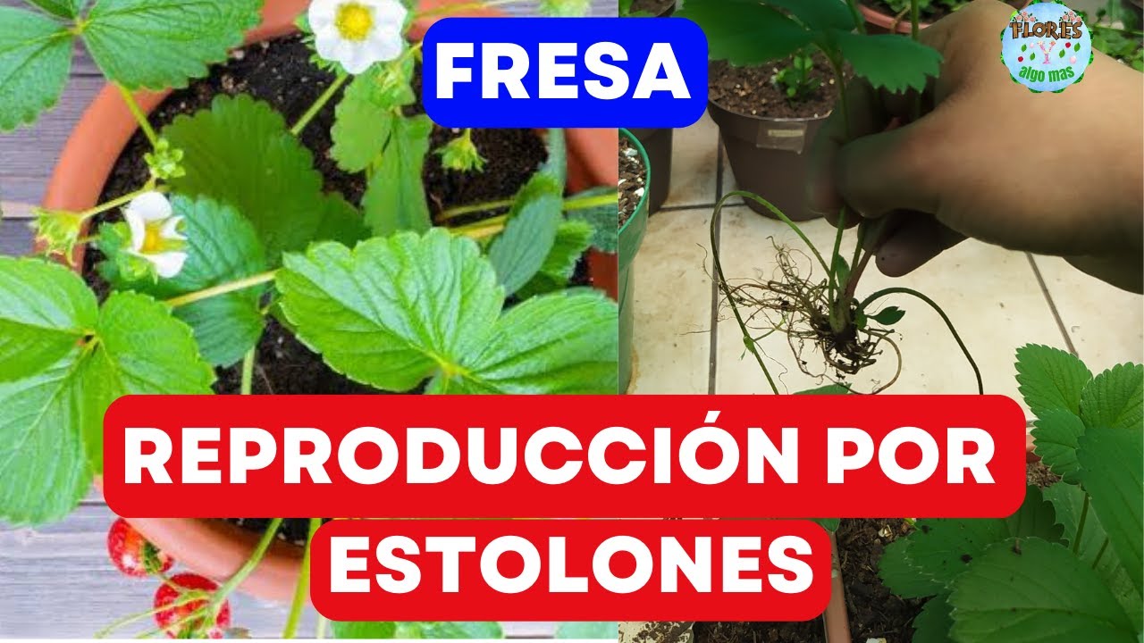 Cómo reproducir la planta de fresa por estolones de manera rápida y ...