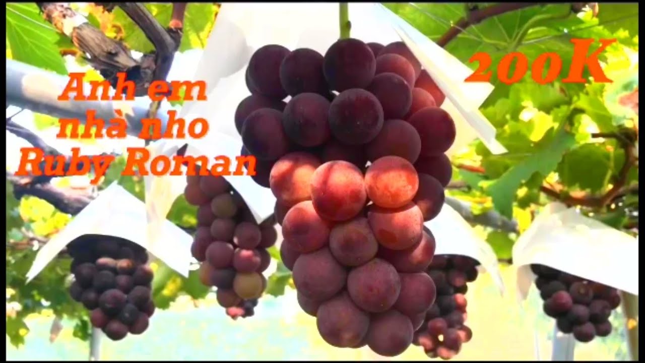 CHÙM NHO ANH EM VỚI CHÙM NHO RUBY ROMAN 11 TRIỆU . - YouTube