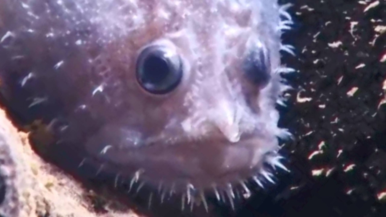 15 New Deep Sea Creature Encounters Caught on Camera Near Hawaii in ...