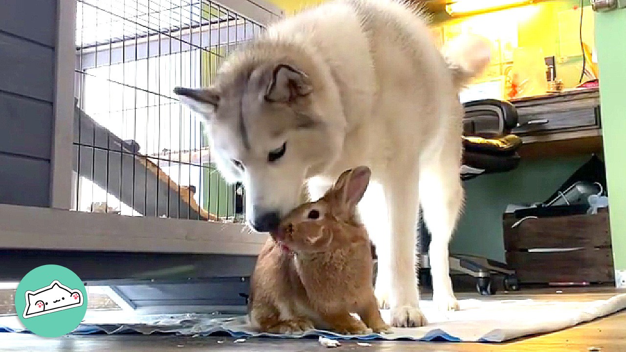 Huge Husky Climbs Into A Bunny Cage To Play With Her BFF | Cuddle ...