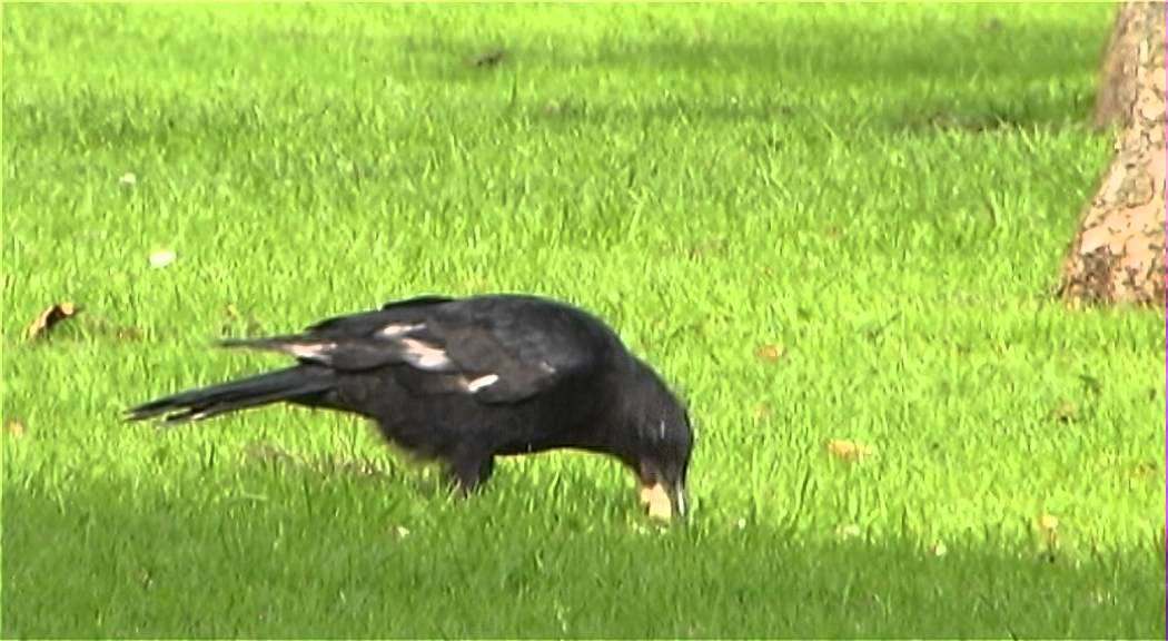 Crow Cache - YouTube