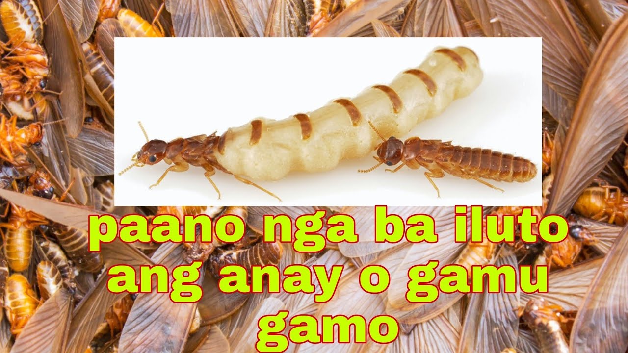 Paano iluto ang gamu gamo na may pakpak? /exotic food /probinsya life ...